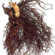 Richard Whelan ~ Medical Herbalist ~ Black Cohosh