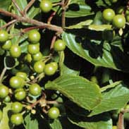 Richard Whelan ~ Medical Herbalist ~ Cascara