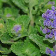 Richard Whelan ~ Medical Herbalist ~ Catmint
