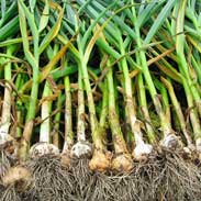 Richard Whelan ~ Medical Herbalist ~ Garlic