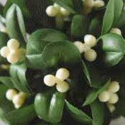 Richard Whelan ~ Medical Herbalist ~ Mistletoe