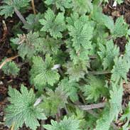Richard Whelan ~ Medical Herbalist ~ Motherwort