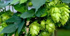 Richard Whelan ~ Medical Herbalist ~ Hops