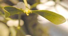 Richard Whelan ~ Medical Herbalist ~ Mistletoe