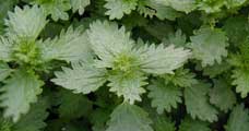 Richard Whelan ~ Medical Herbalist ~ Nettles