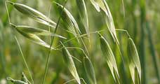 Richard Whelan ~ Medical Herbalist ~ Oatstraw