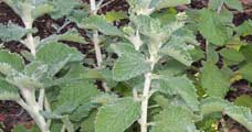Richard Whelan ~ Medical Herbalist