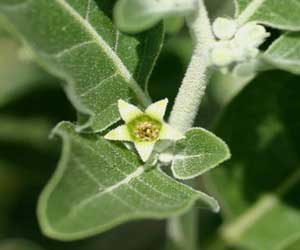 Richard Whelan ~ Medical Herbalist ~ Favourite Tonic Herbs